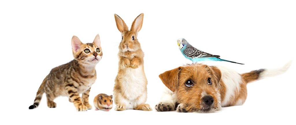 Animais de Estimação: Guia completo com os essenciais para o seu animal ...